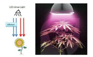What is a Grow Light For Plants & How Do Grow Lights Work?
